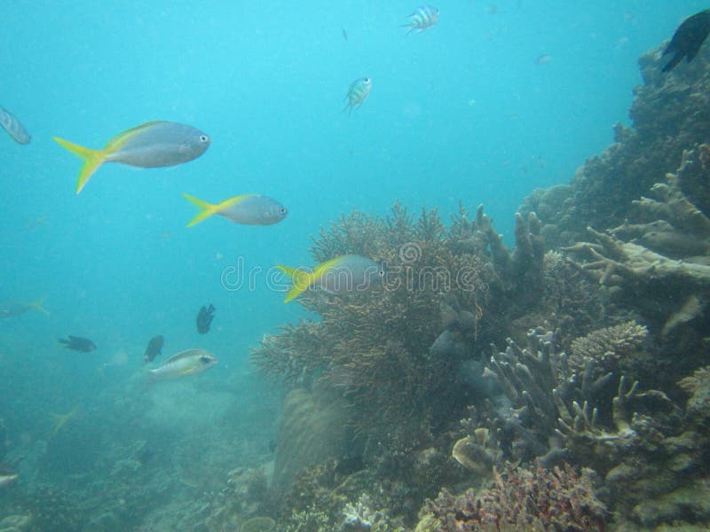 Fish Playing among the Coral Reefs Stock Photo - Image of sports, reefs ...