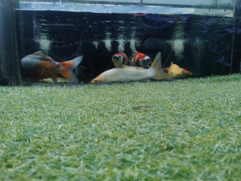 Fish Playing at Land Ground Stock Photo - Image of fish, aquarium ...