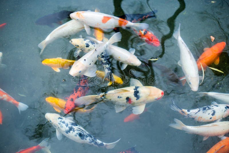 The fish in the park stock image. Image of nature, fresh - 105774569