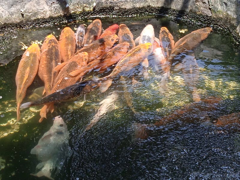 The Fish Playing in the Pond are really Beautiful Stock Image - Image ...