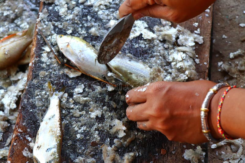 Fish Plucking Process for Cooking Stock Image - Image of ingredients ...