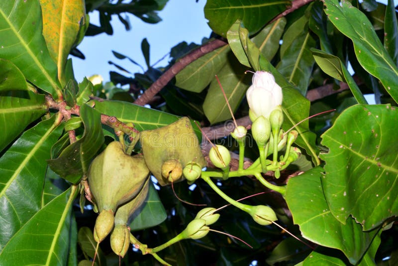 Fish Poison Tree Barringtonia Asiatica Young Fruits and Flower Buds ...