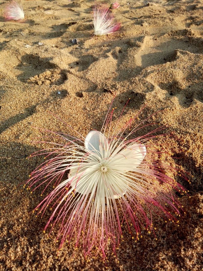 Fish poison tree stock image. Image of nature, reef - 260237215