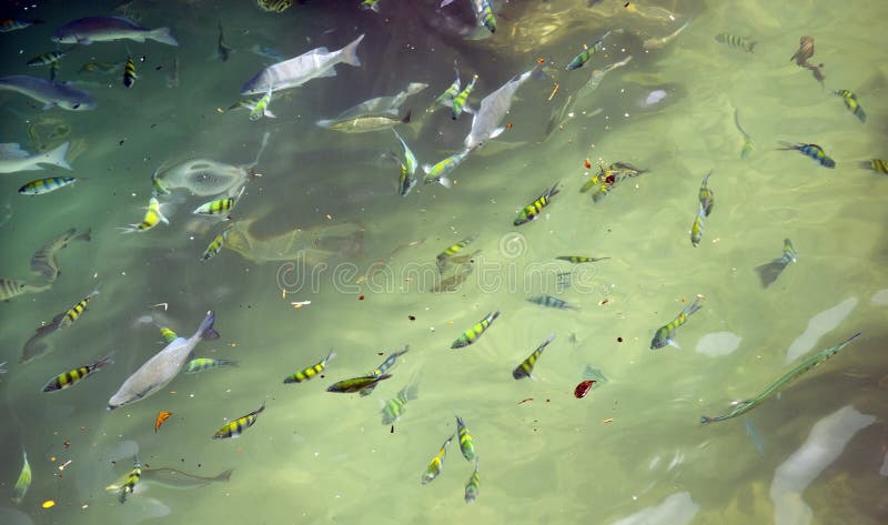 Fish and Pollution stock image. Image of pollution, contamination ...