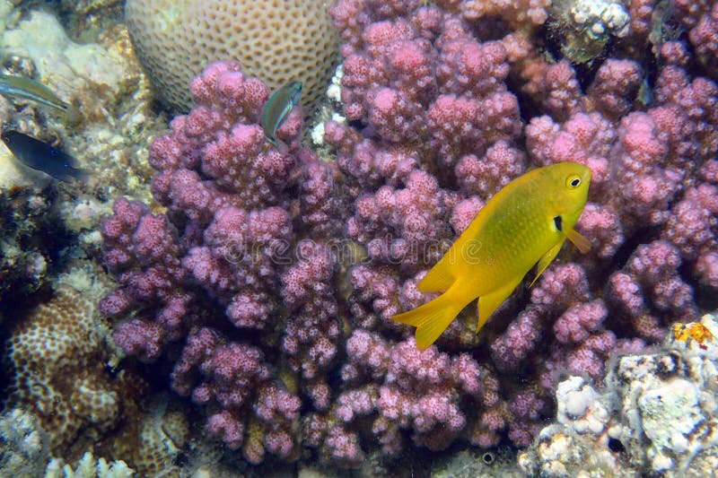 Fish Pomacentrus Sulfureus from Red Sea Stock Photo - Image of ...