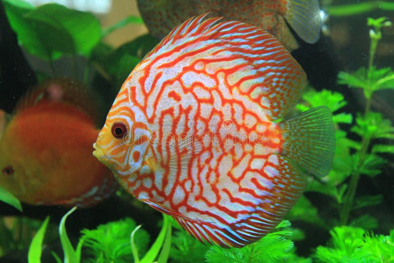 Fish pompadour stock photo. Image of animal, underwater - 204665478