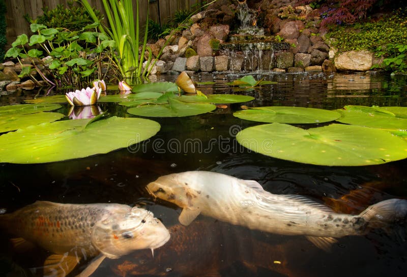 Fish in a pond stock image. Image of swim, underwater - 20586099