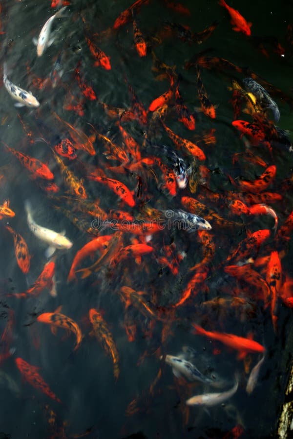 Fish Pond stock image. Image of water, white, pond, fodder - 536993