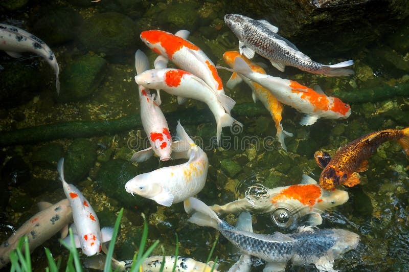 Fish in a pond stock photo. Image of fishes, travel, scenery - 785826