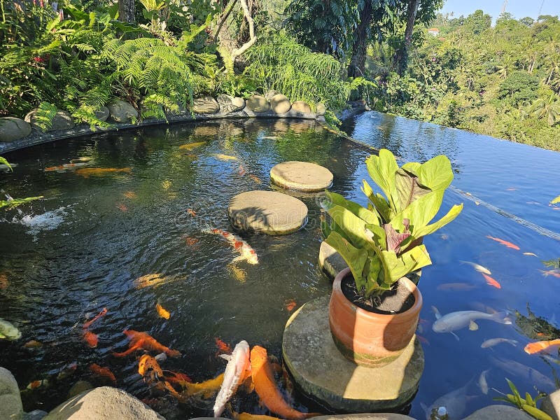 Fish pond in Bali stock photo. Image of woodland, pond - 341716122