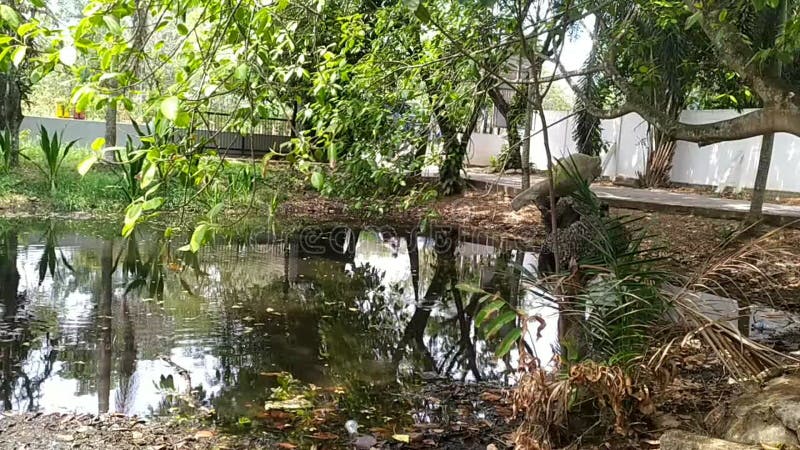 FISH POND in the CITY FOREST Stock Footage - Video of foliage, cute ...