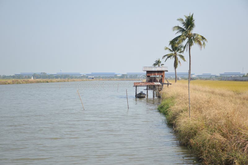Fish pond stock photo. Image of natural, rural, country - 77282290