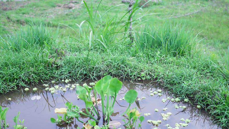 Fish Pond on the Edge of the Rice Fields Stock Photo - Image of ...