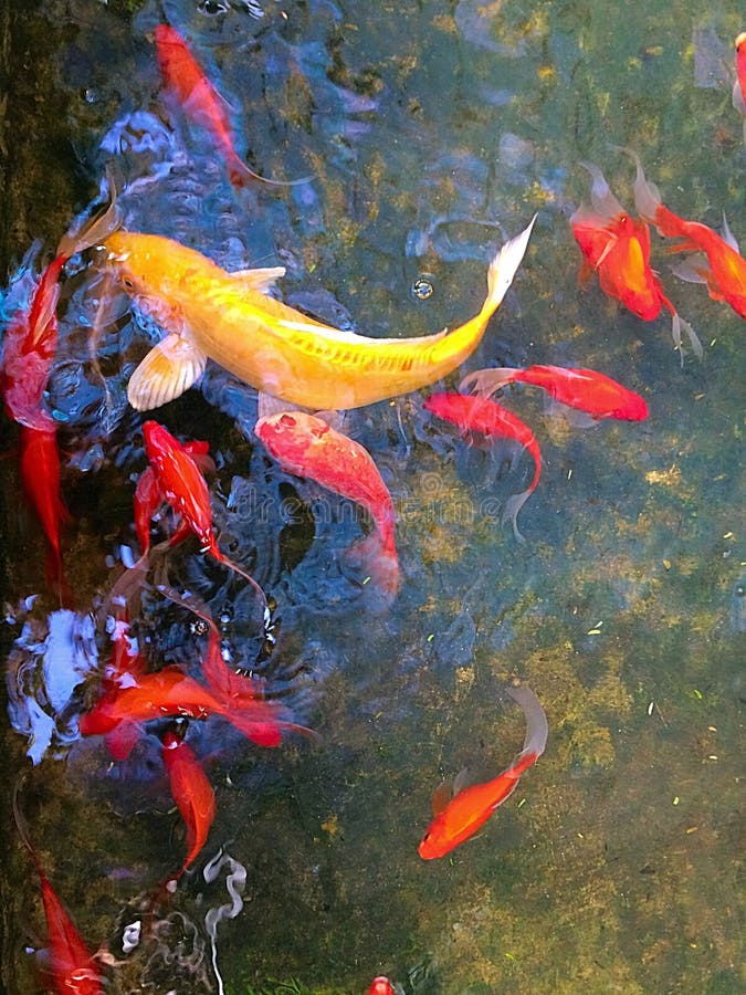 Fish pond with fish. stock image. Image of fresh, night - 58505283