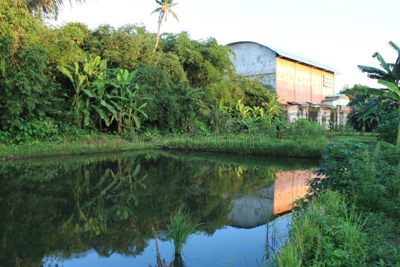Fish pond in the forest, stock image. Image of cygnus - 173907905