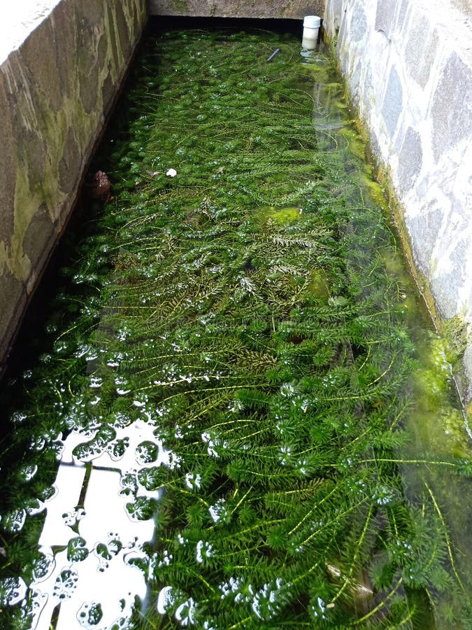 A Fish Pond in Front of a House in the Kudus Area of ??Central Java ...