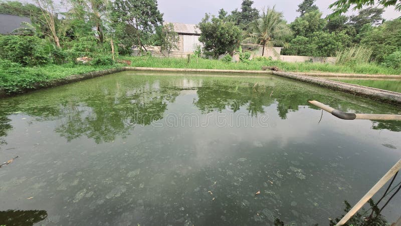 Fish Pond with Green Algae and Tropical Surroundings Stock Photo ...