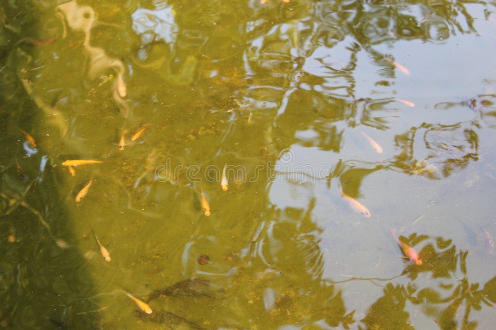 The Fish Pond Has Lots of Fish Stock Image - Image of fish, sunlight ...