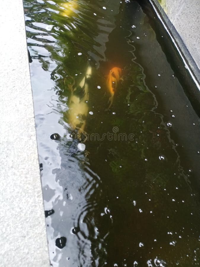 A Fish Pond with Fish that Look Swimming Makes it Look Very Beautiful ...