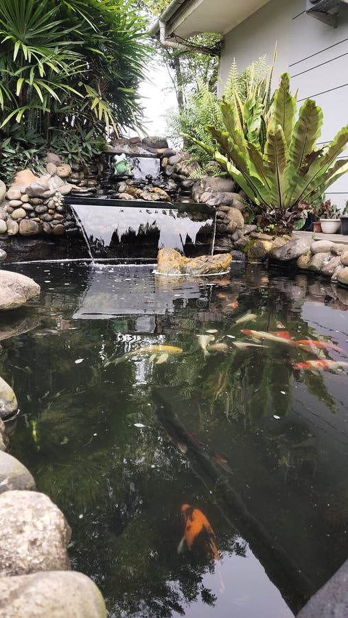 Fish Pond Made of Stone Filled with Colorful Fish with Good Water ...