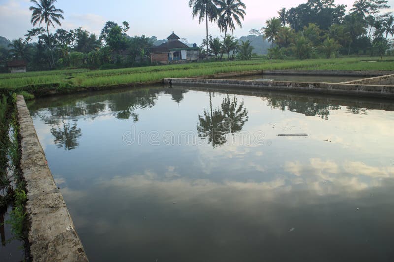 The Fish Pond in the Middle of the Rice Fields Stock Image - Image of ...