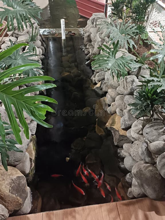 Fish Pond with Natural Stone Stock Photo - Image of natural, water: 352026478