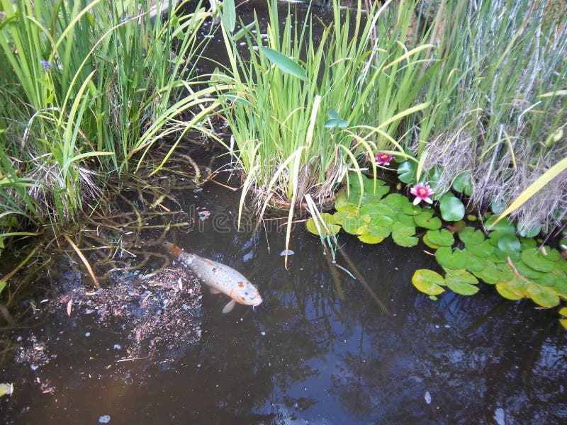 Fish in the Pond. Nice, France Stock Image - Image of nice, leaf: 176956577