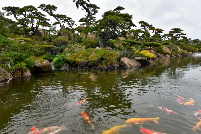 Fish pond and pine tree stock image. Image of pine, yongding - 232139583