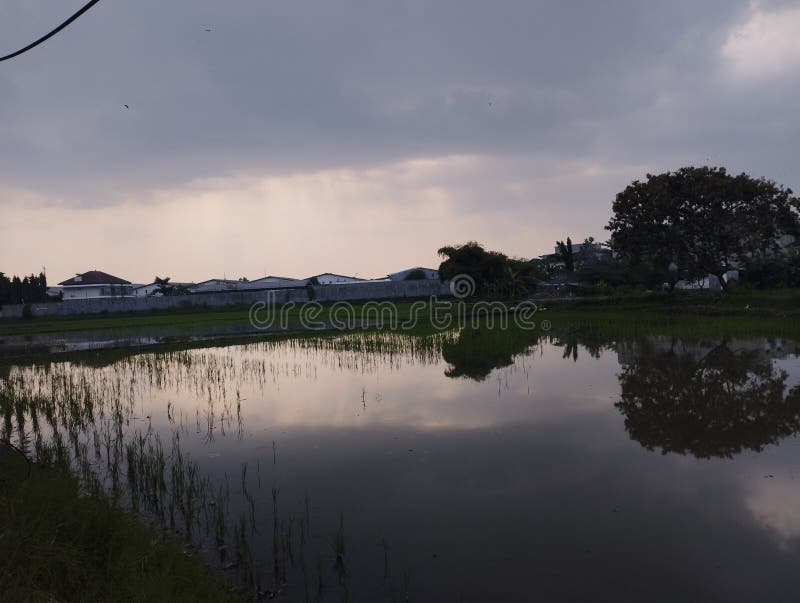 Fish Pond Ricefield Sunset View Stock Image - Image of view, sunset ...