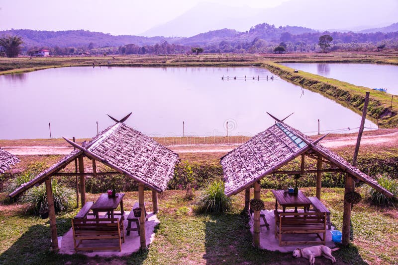 Fish Pond with Small Huts in Thai Country Stock Photo - Image of ...