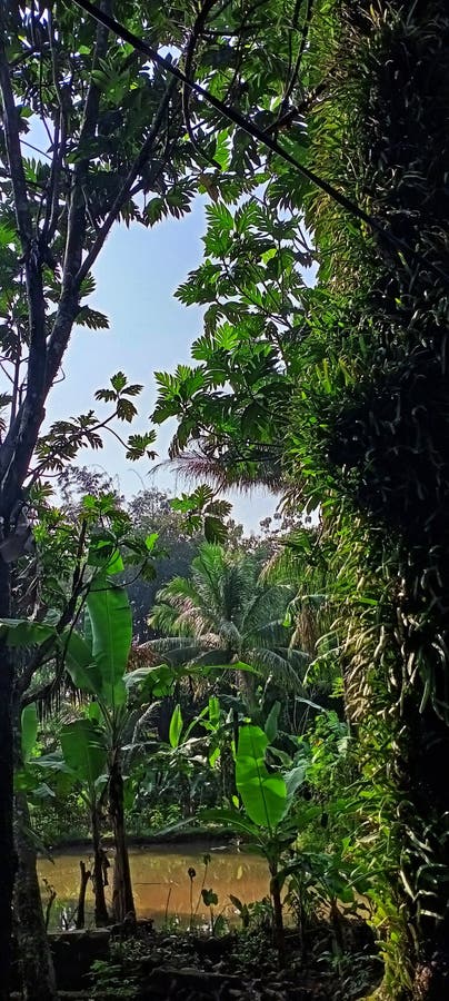 Fish Pond Surrounded by Trees Stock Image - Image of nature, forest ...