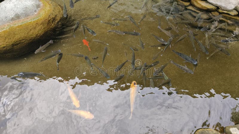242 Taiwan Fish Pond Stock Photos - Free & Royalty-Free Stock Photos ...
