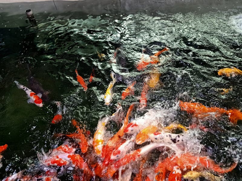 Fish pond in the temple stock photo. Image of temple - 265153054