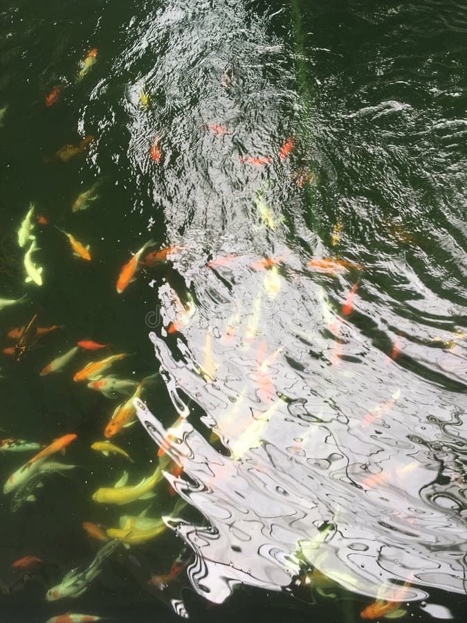 Fish pond stock photo. Image of pond, radiant, waves - 202112778