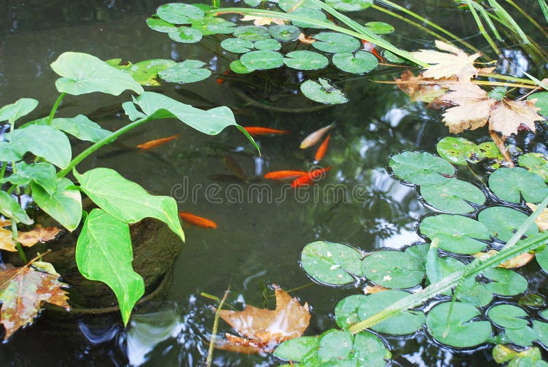Fish Pond, Water, Pond, Body Of Water Stock Photo - Image of fauna ...
