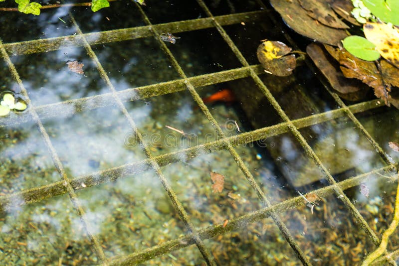 Fish in Pond with Water Reflection Seen in Park Stock Image - Image of ...