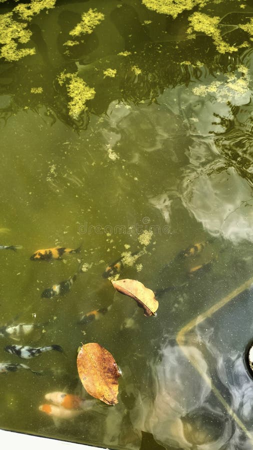 Fish Pond Whose Water is Murky and Dirty Stock Image - Image of lake ...