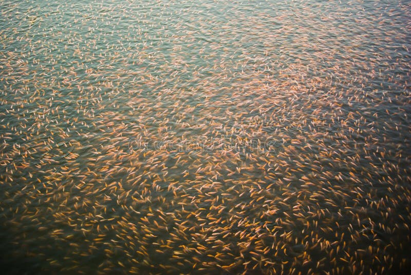 Fish ponds on the sea stock image. Image of eastern, thailand - 33118637