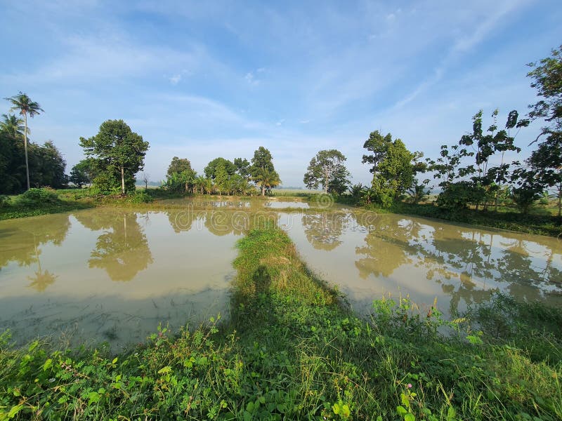 Fish Ponds and Views of Rice Fields Stock Photo - Image of rice, views ...