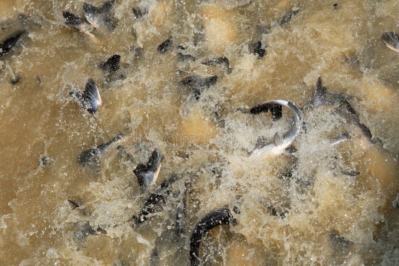 Fish Pool 01 stock photo. Image of fishes, cambodia, food - 20746346