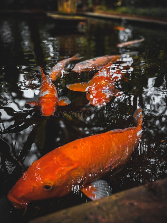 Fish stock image. Image of garden, life, water, fish - 207839657