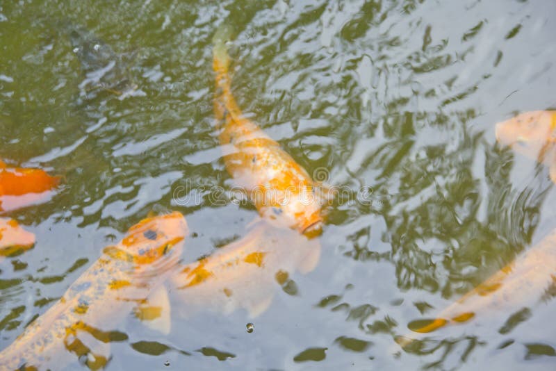 Fish in the pool stock photo. Image of fish, religion - 67331604