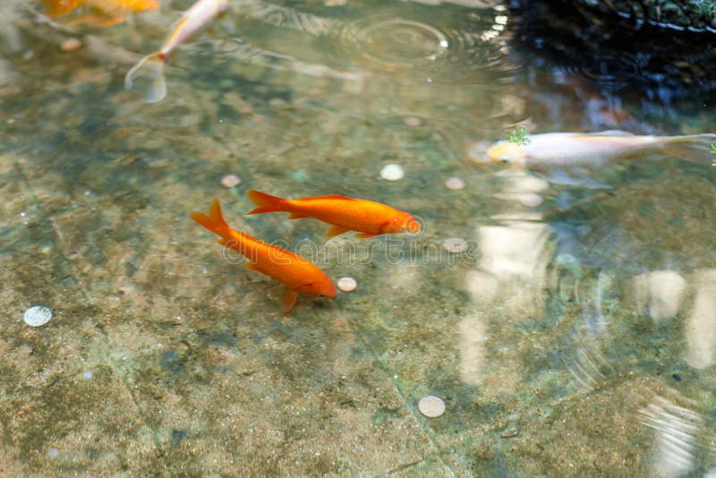 Fish in the Pool with Coins Stock Photo - Image of traditional ...
