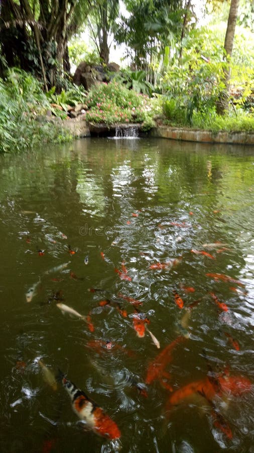 Fish pool stock image. Image of natual, fish, pool, garden - 93387981