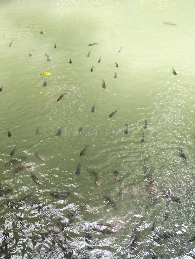 Fish Pool Feeding Lake Ikan Nila Stock Image - Image of fish, pool ...