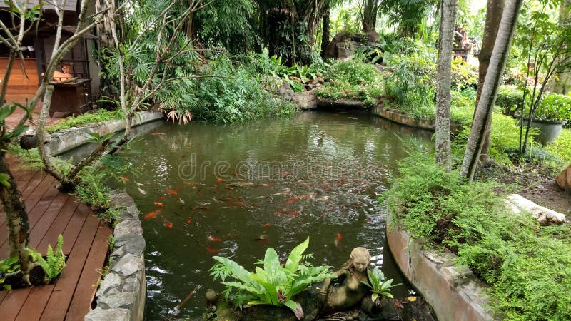 Fish pool stock image. Image of pool, fish, garden, natural - 93388015