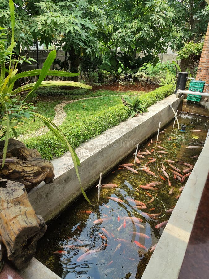 Fish in Pool in the Garden is Beautiful Stock Photo - Image of pool ...