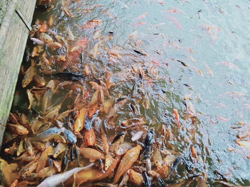 Fish at the Pool in the Morning Stock Photo - Image of dish, reflection ...