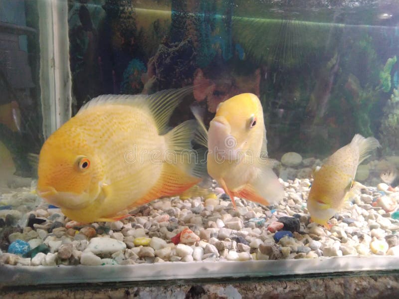 Fish in a pool stock photo. Image of pool, gold, love - 123567702