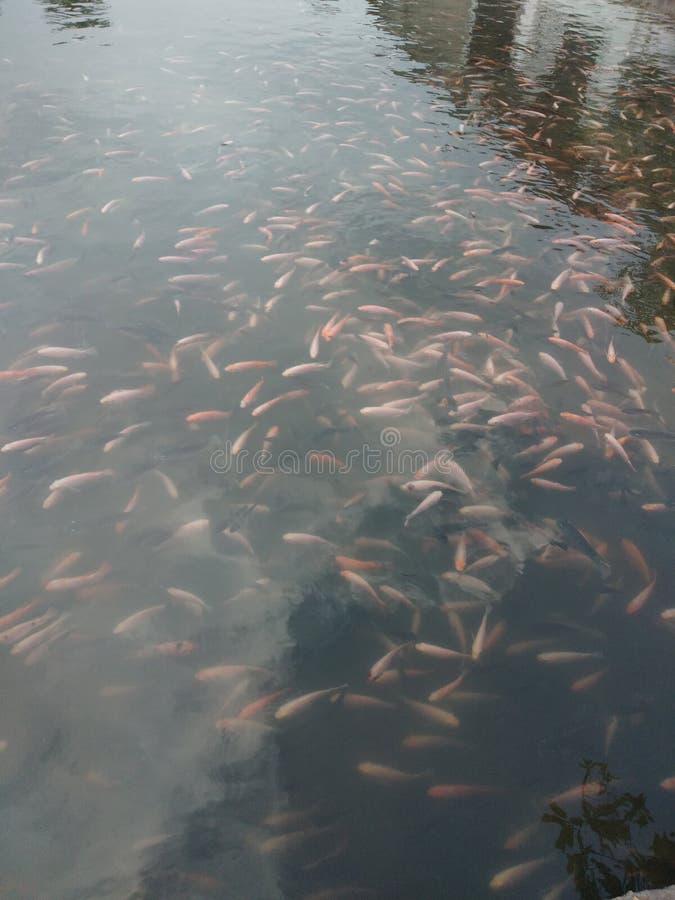 Pool with Warm Water for Swimming and Bathing, Outdoor Activities in a ...